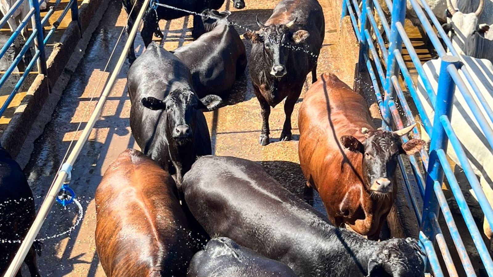 Angus, Brangus e Wagyu: tricross espetacular faz gadão jovem “muito ...