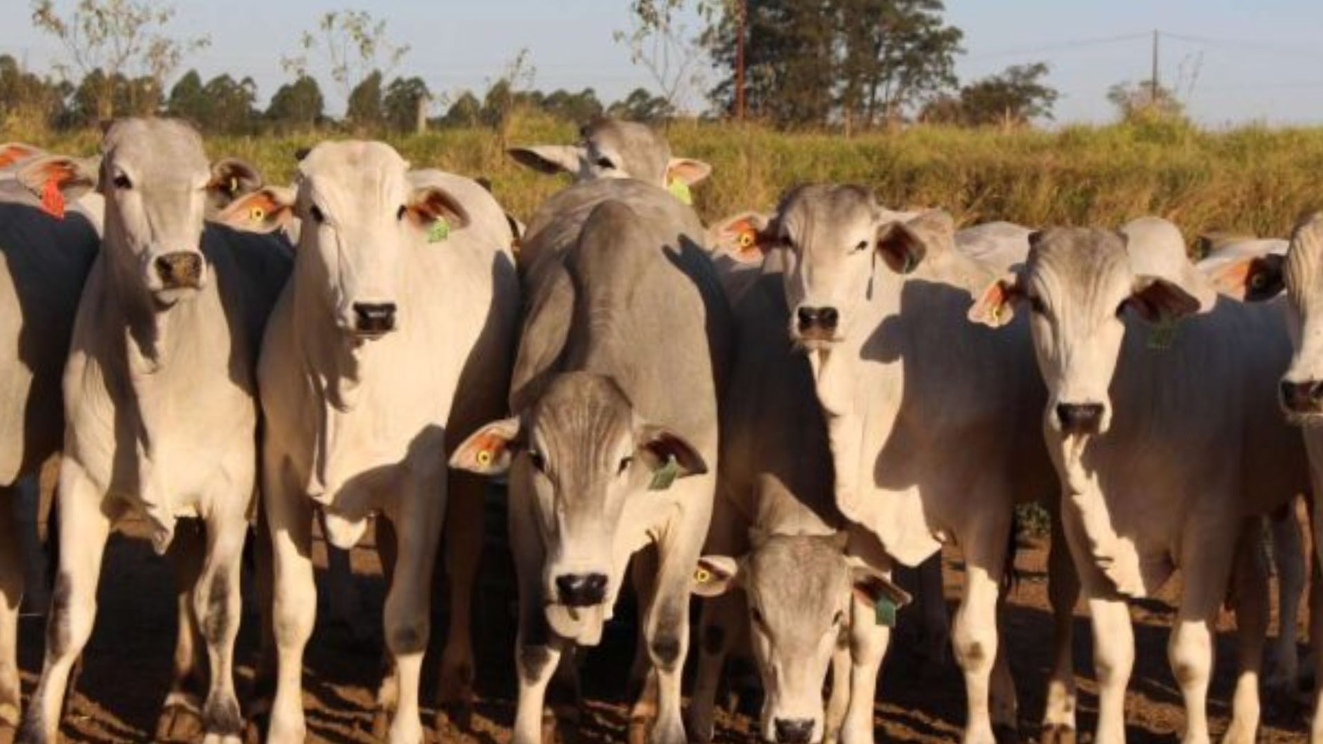 Rastreabilidade individual de bovinos: como o Brasil vai monitorar 100% do seu rebanho até 2032 ...