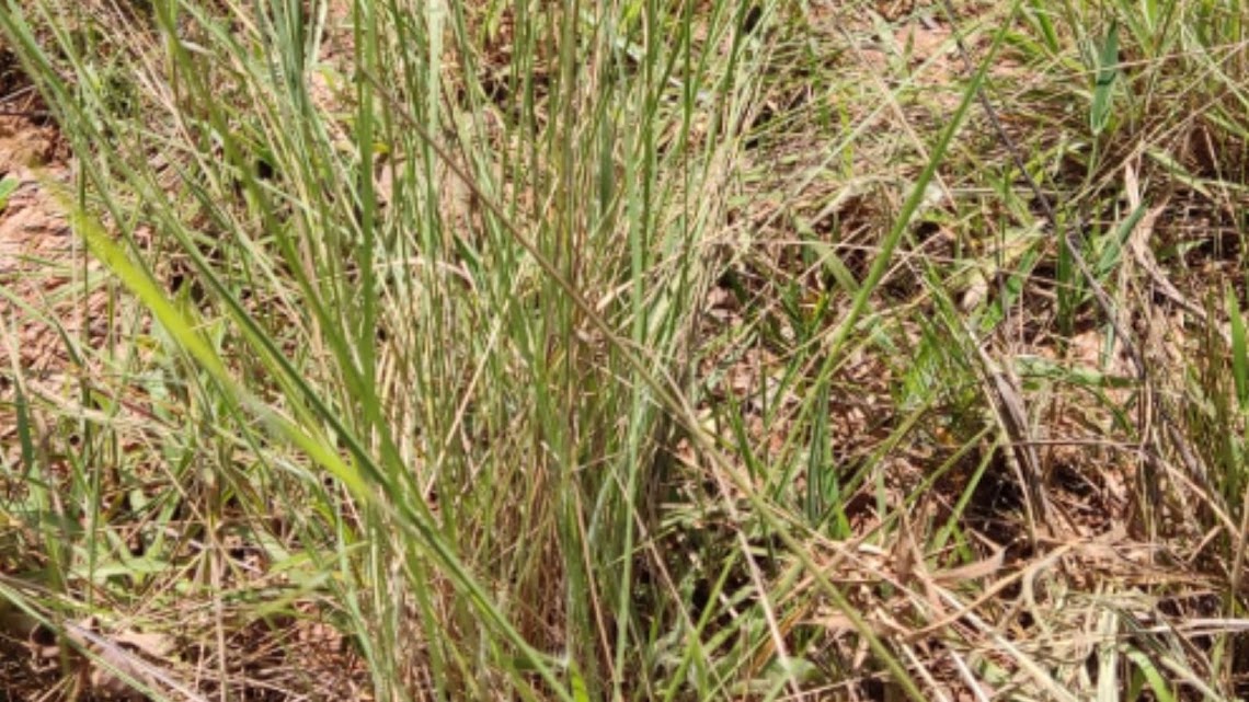 Capim capeta: tecnologia genuinamente brasileira é comprovada em novas ...
