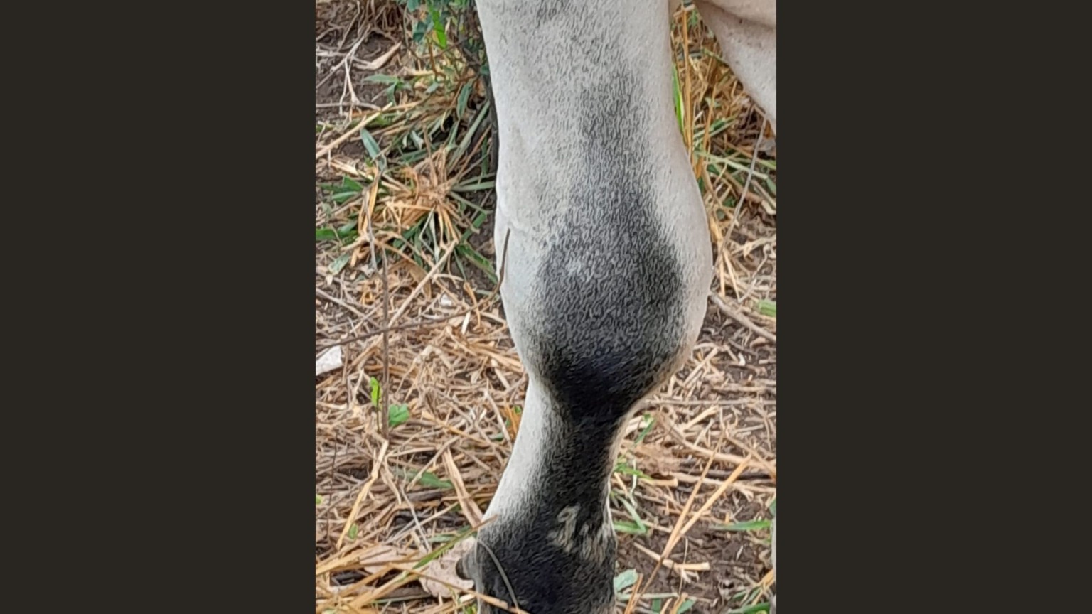 Inchaço na perna do gado: veterinário orienta sobre causas e ...