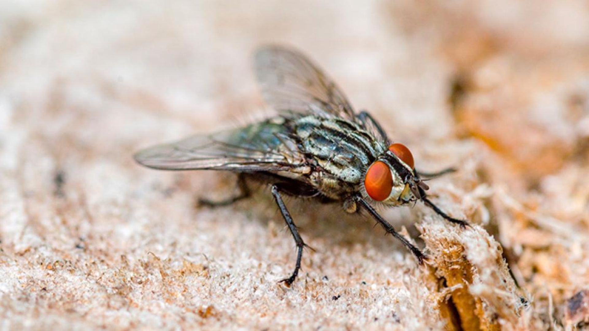 Mosca doméstica causa mais de 200 doenças que afetam bovinos e homem ...
