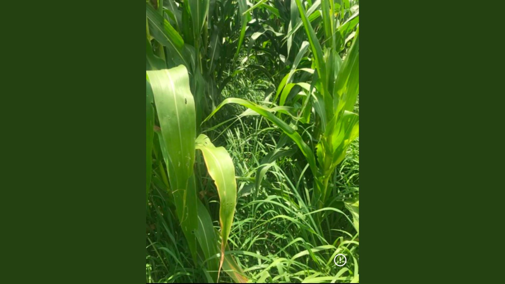 Capim de ouro: integração e adubação precisa garantem arrobas extras e ...