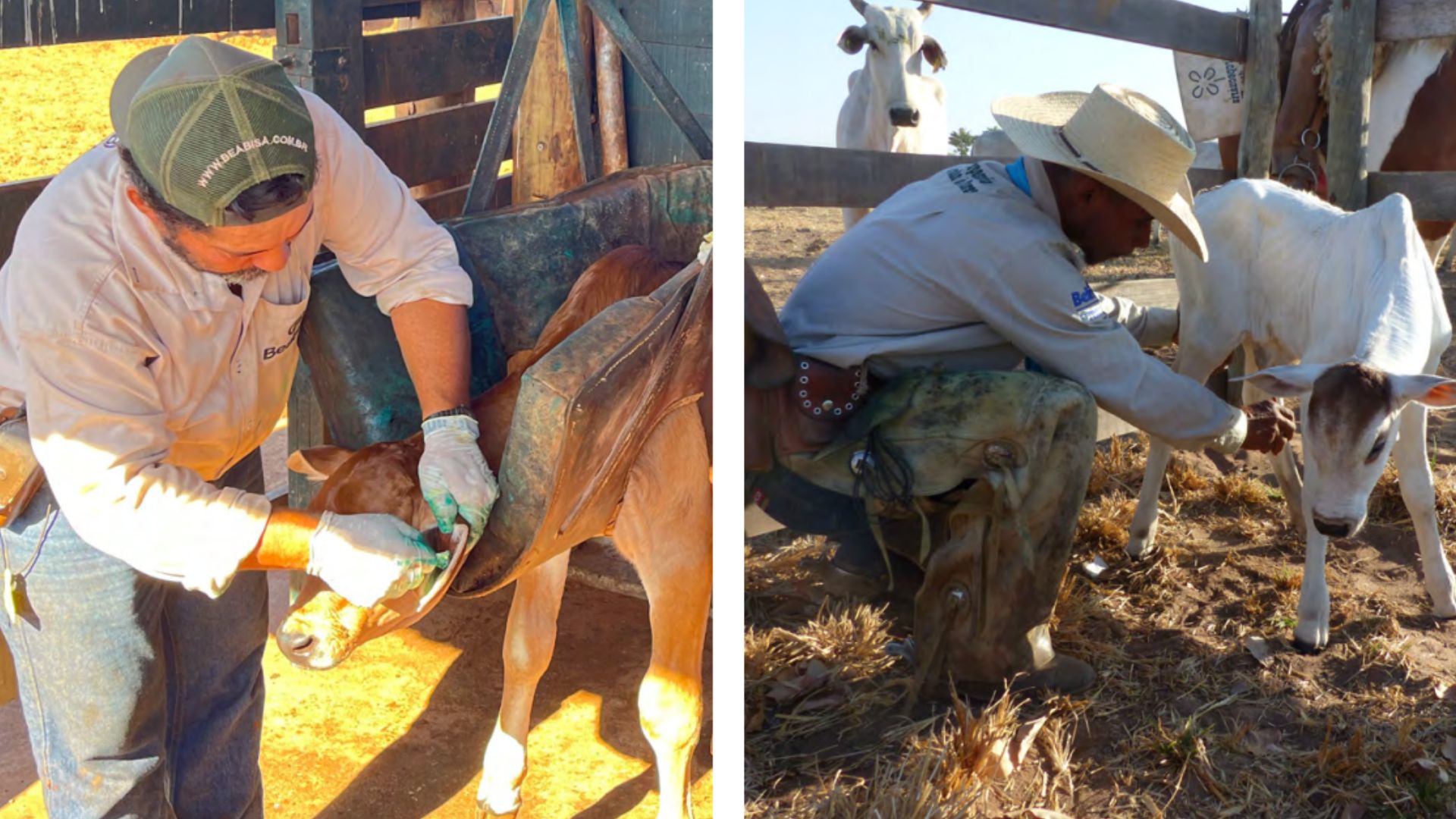 Guia inédito traz as boas práticas para manter bezerros saudáveis ...