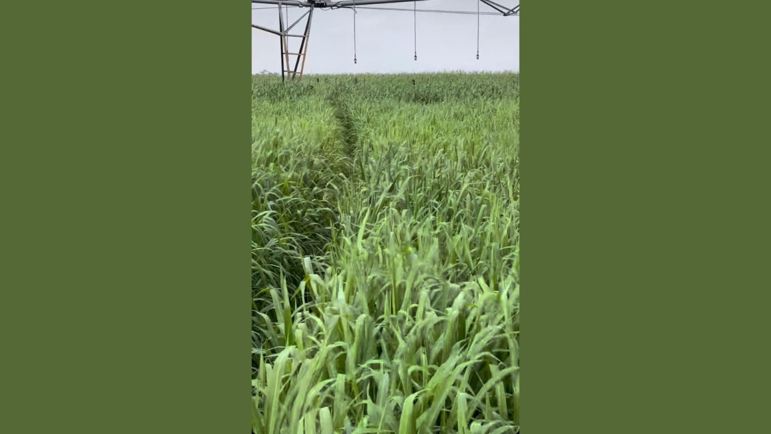 Capim de ouro: integração e adubação precisa garantem arrobas extras e ...