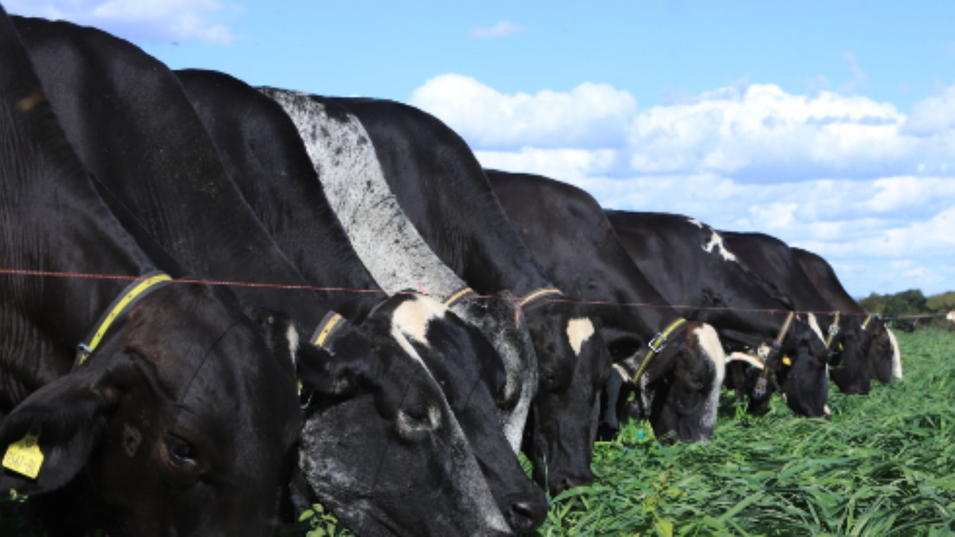 Girolando no Semiárido: raça é a solução para mais leite do Nordeste ...