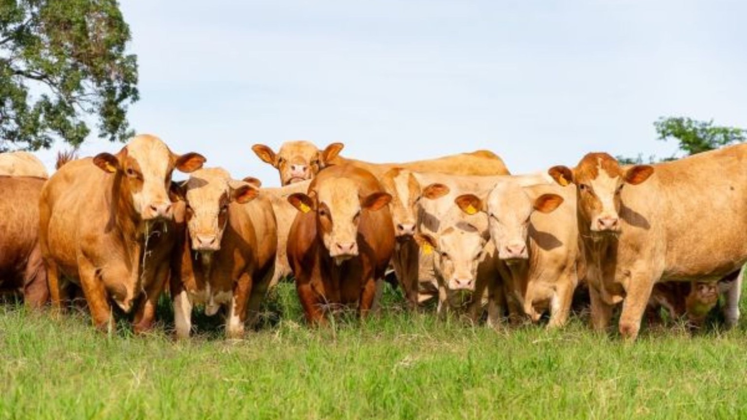 F1 Charolês e Simental podem superar o Angus no Pará? - Giro do Boi