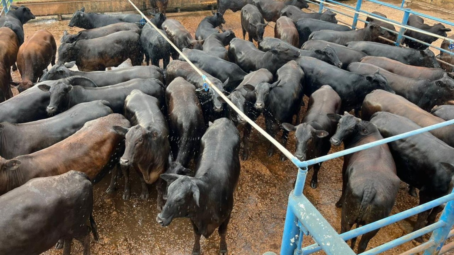 F1 Charolês e Simental podem superar o Angus no Pará? - Giro do Boi