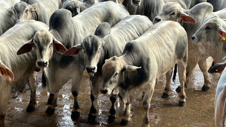 Raças Bovinas: Conheça as Principais no Brasil | Giro do Boi