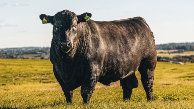 Angus: A Raça de Excelência em Carne Premium | Giro do Boi