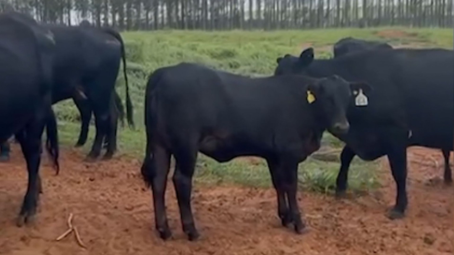 Conheça o detalhe da dieta para produzir “gado magro” de 17 meses e 500 ...