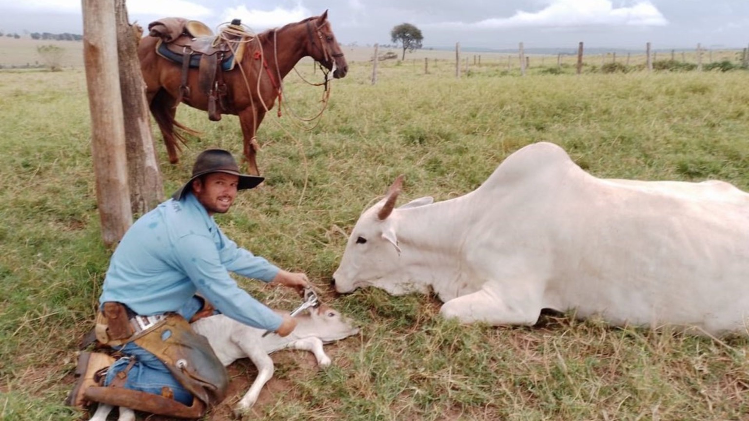 Bezerro: manejo de maternidade bem feito faz a diferença para a alta ...