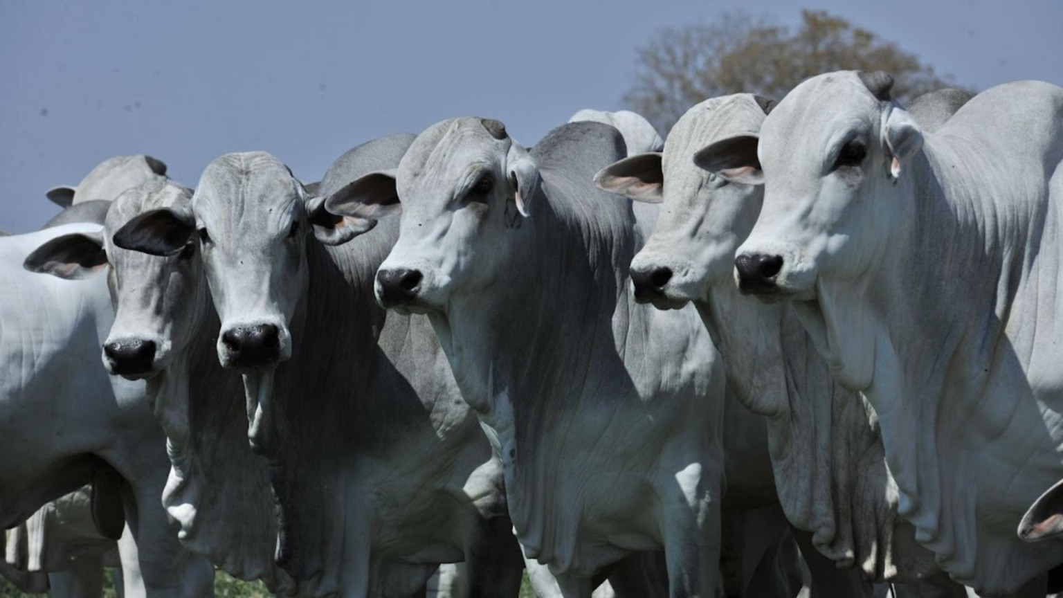 Qual raça de touro é ideal para cruzar com novilhas F1 Nelore x Red e ...