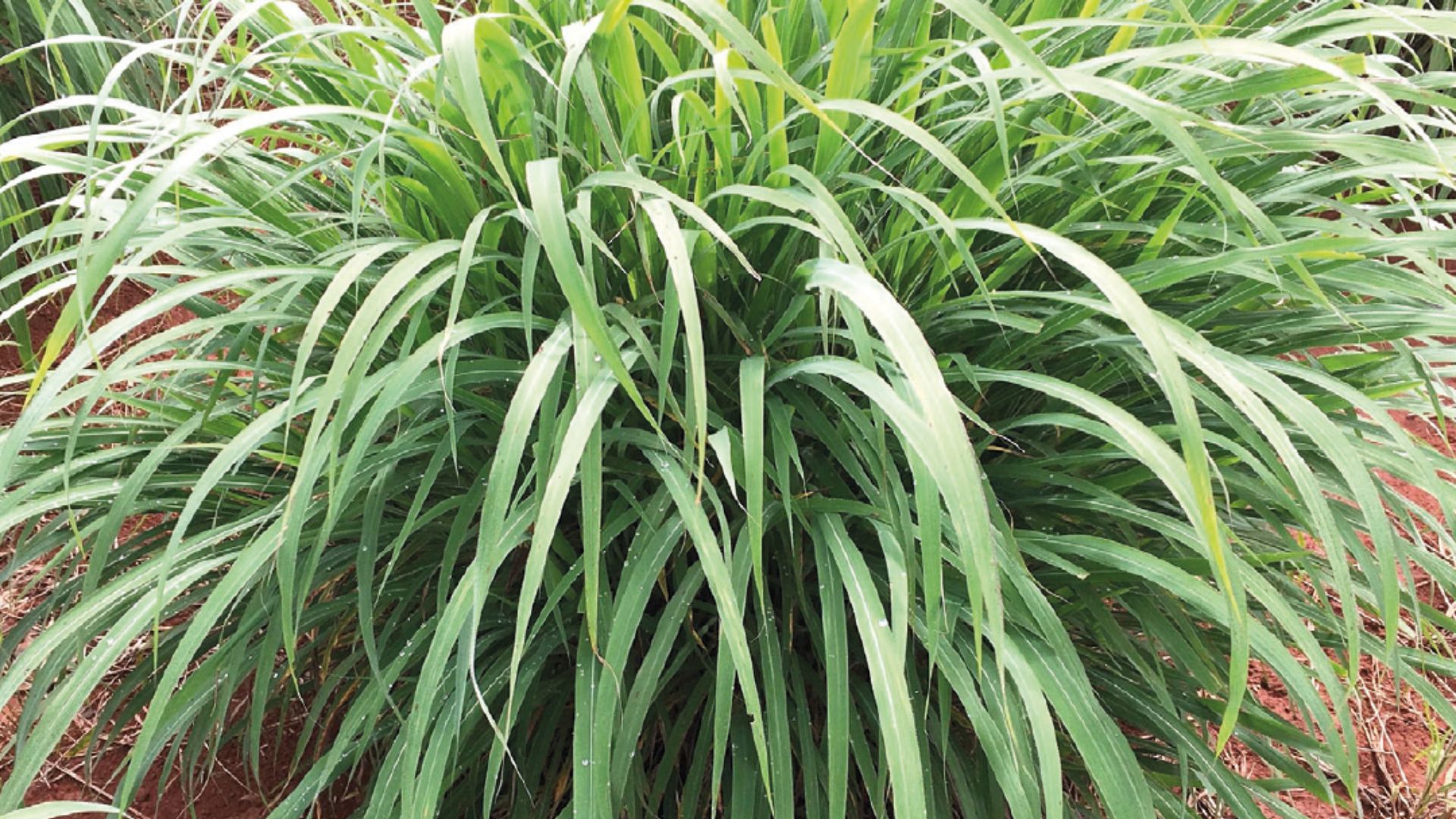 Capim Andropogon: qual é o melhor adubo para turbinar esta forrageira ...
