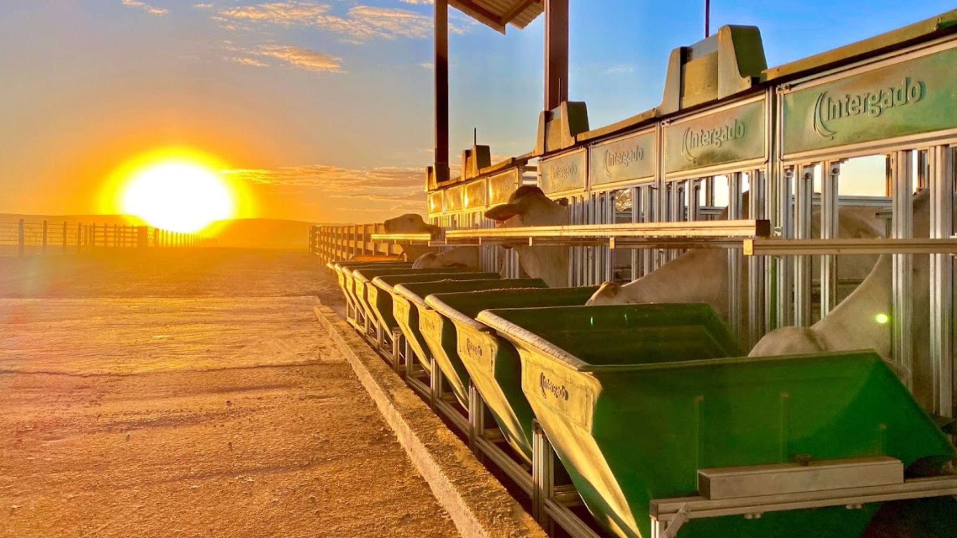 Por que a leitura de cocho pode garantir o sucesso do confinamento ...