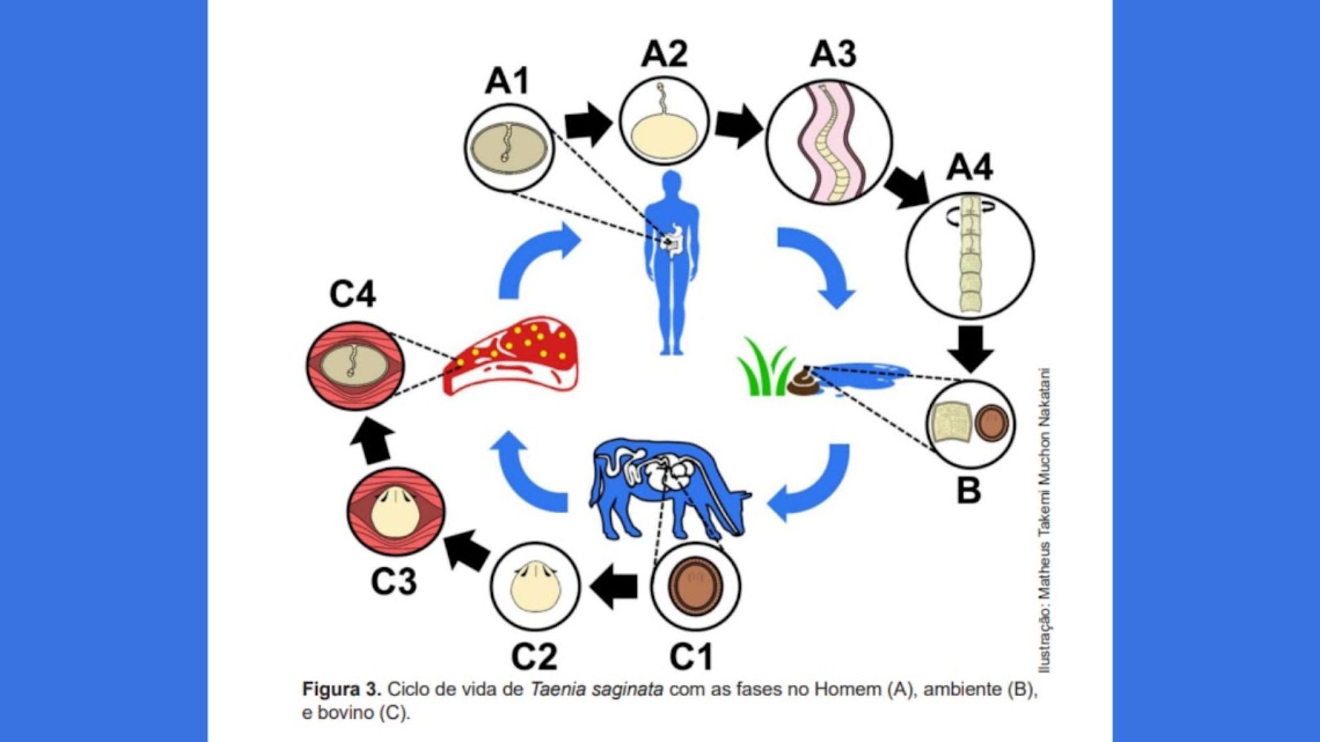 Cisticercose: aumentam os casos da doença no Brasil. Saiba como evitar ...