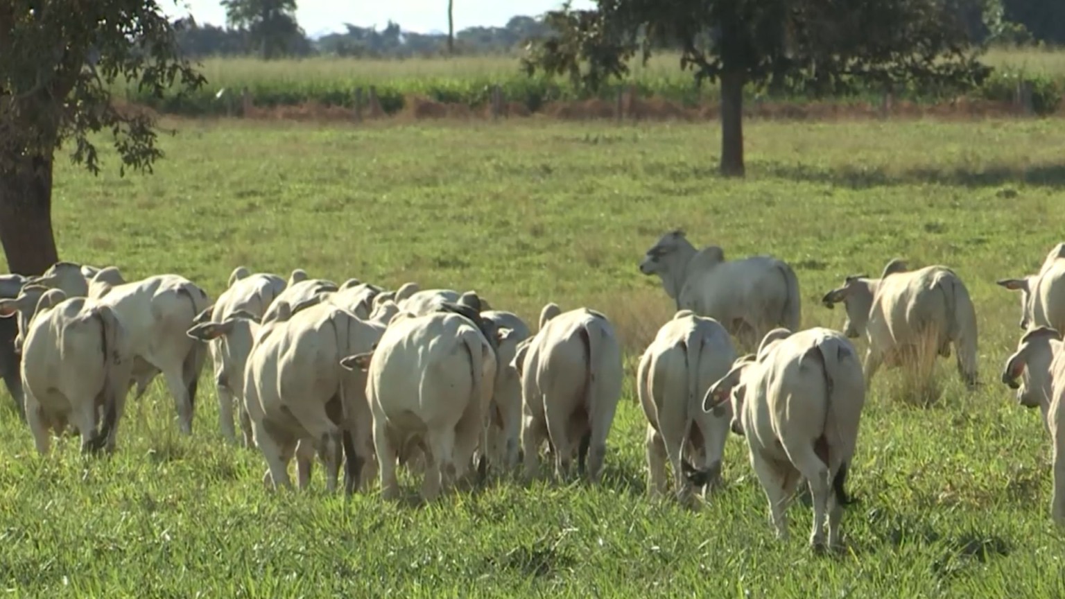 Silagem pode substituir o pasto na TIP? Especialista explica como fazer ...
