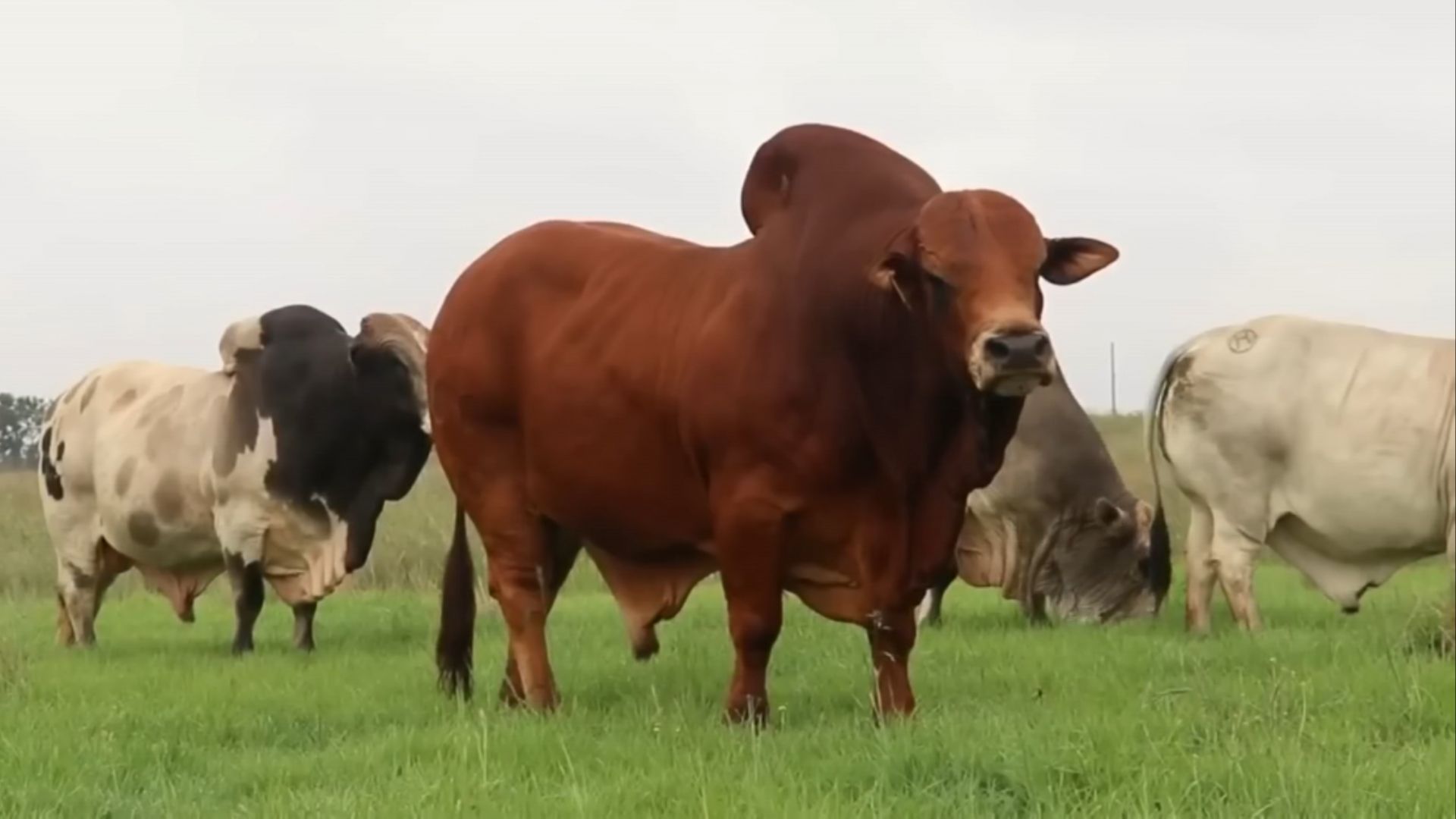 Africano Boran pode substituir o Nelore no futuro? Conheça melhor essa ...