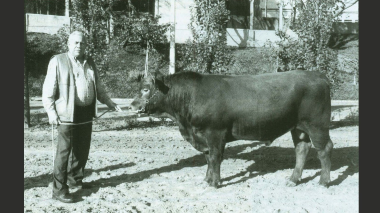 Beefalo: este americano com sangue de bovino e bisão já esteve no ...