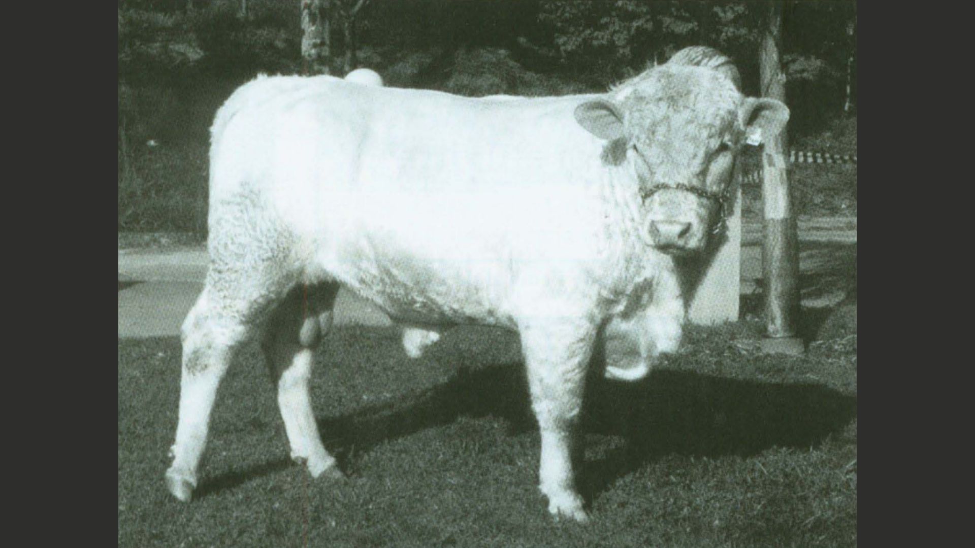 Beefalo: este americano com sangue de bovino e bisão já esteve no ...