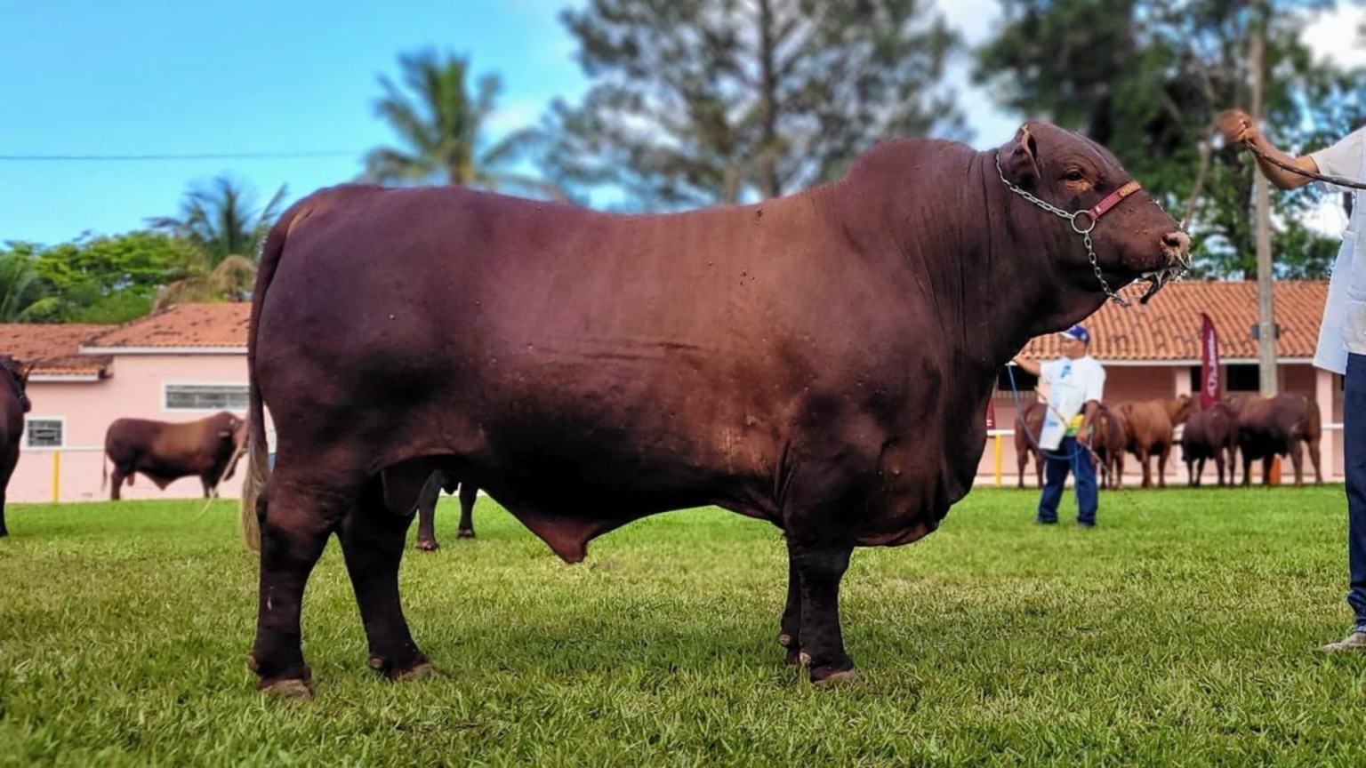 Santa Gertrudis x Nelore ou Tabanel: o que esperar desta cruza para ...