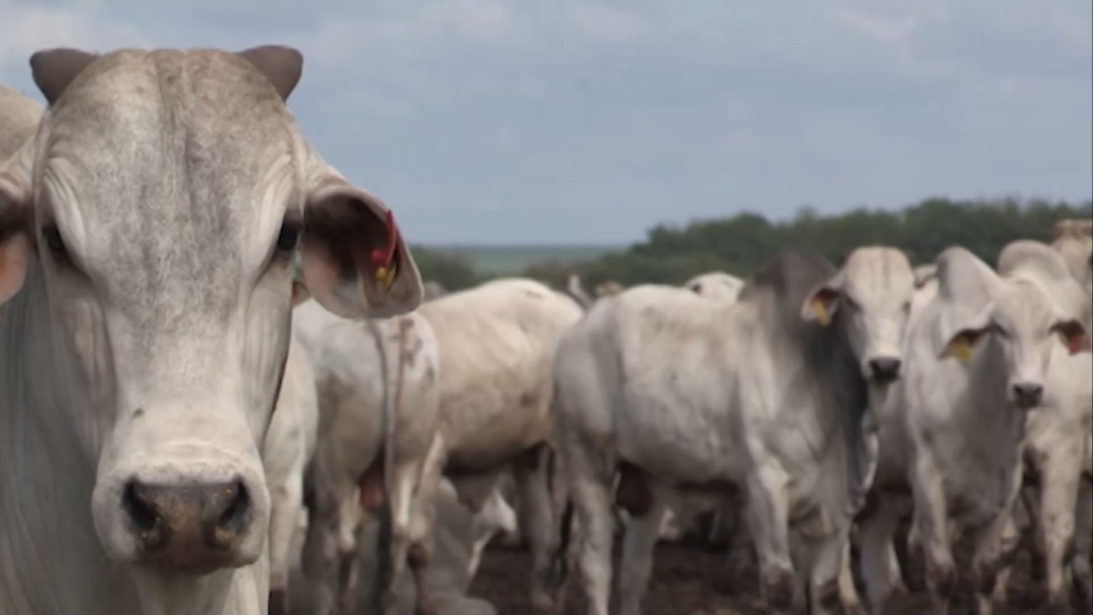Suplementação para o gado: saiba a ideal durante a seca - Giro do Boi