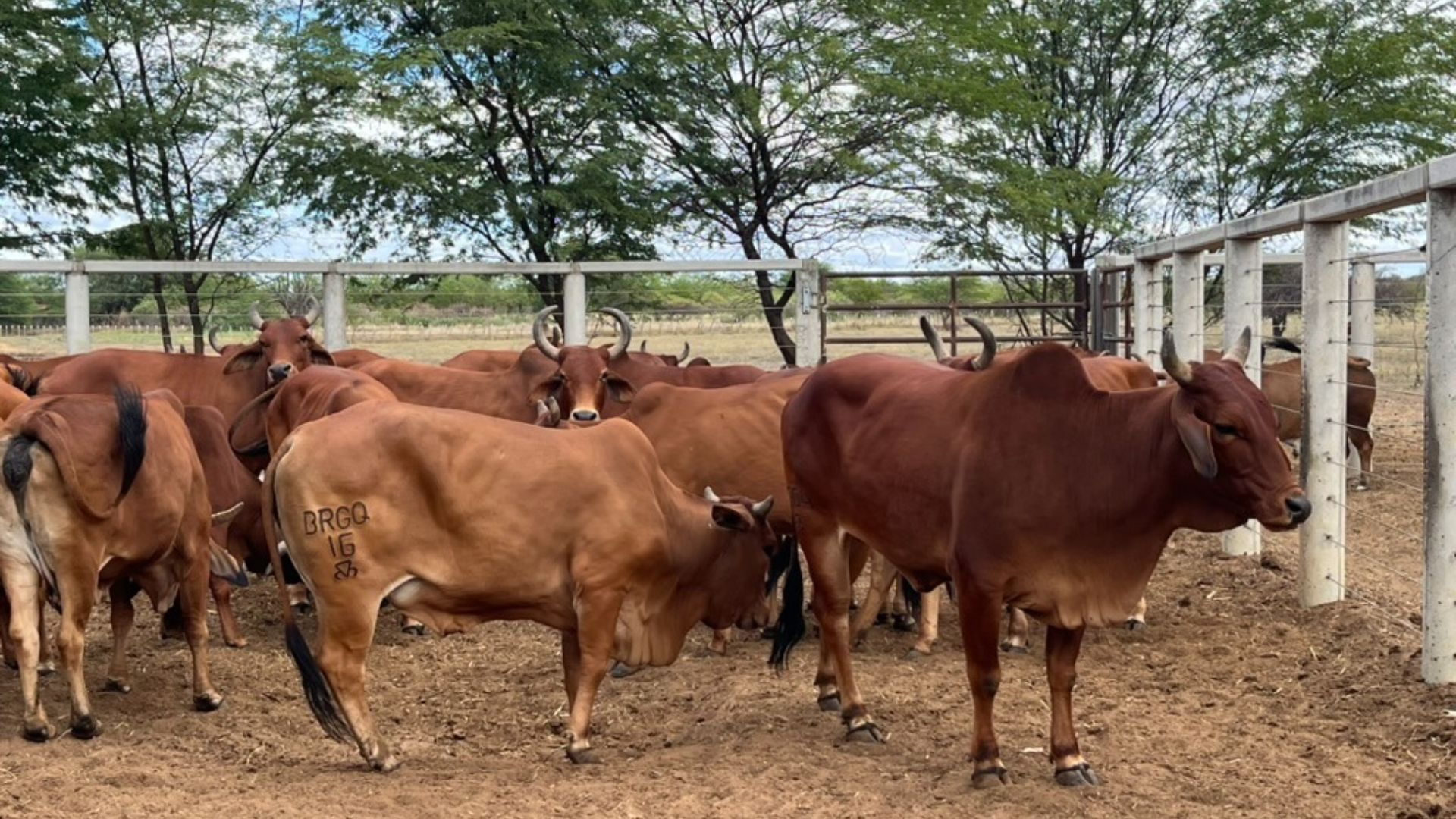 Sindi: rebanho da Embrapa é reconhecido pela ABCZ pela sua pureza e ...