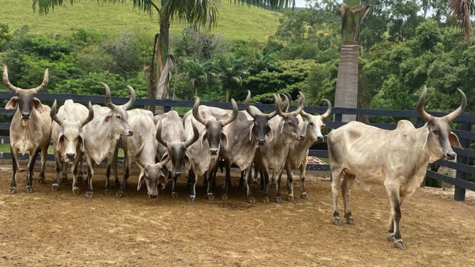 Cruza de Guzerá com Girolando garante mais leite na sua fazenda? - Giro ...