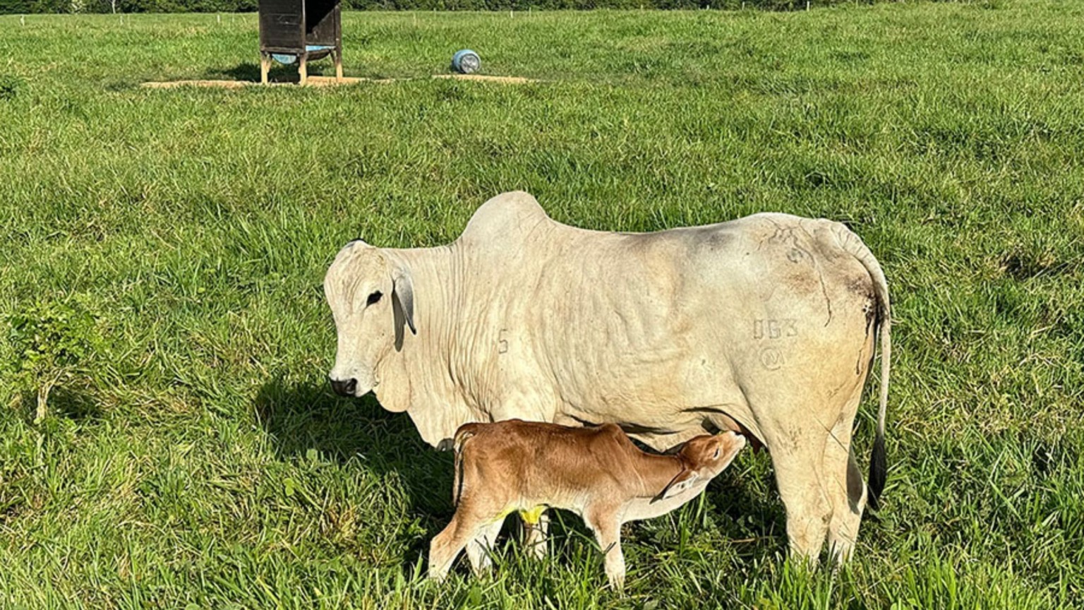 PRODUÇÃO DE BEZERROS; Pecuária no Acre: modernização da cria é chave ...