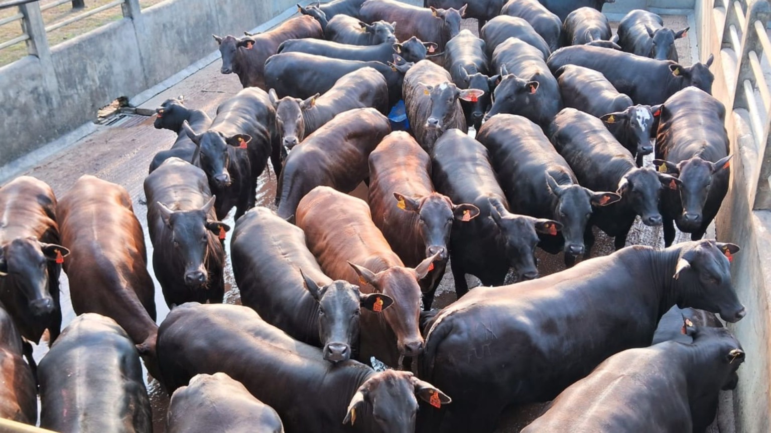 Bahia é terra de todos os santos e de novilhas F1 Angus com mais de 18 ...