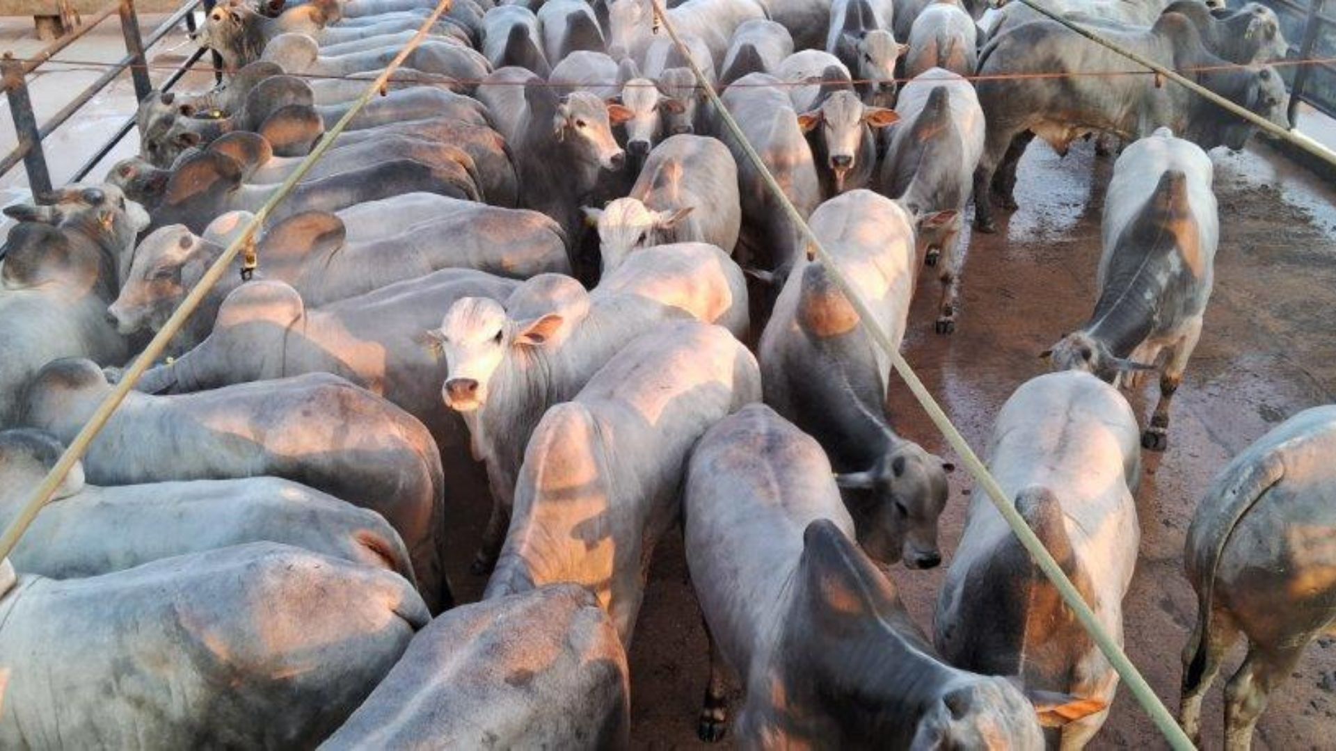 Novilhas Nelore de 2 dentes com 23@ e machos de 28@? Confira estes ...