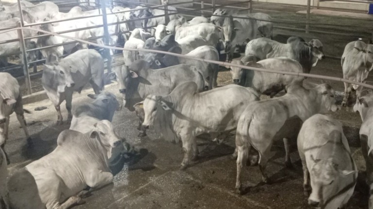 Vaca tem cupim? - Giro do Boi