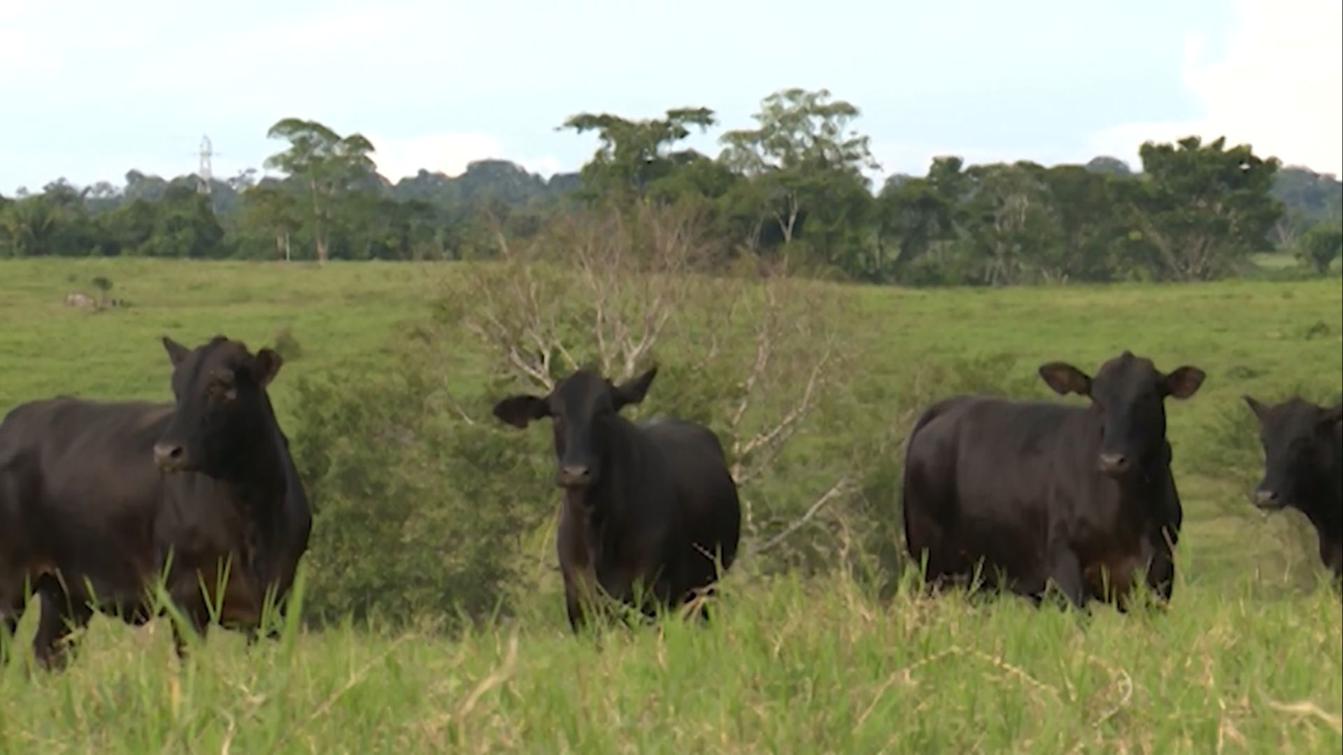 Raças Bovinas: Conheça as Principais no Brasil | Giro do Boi