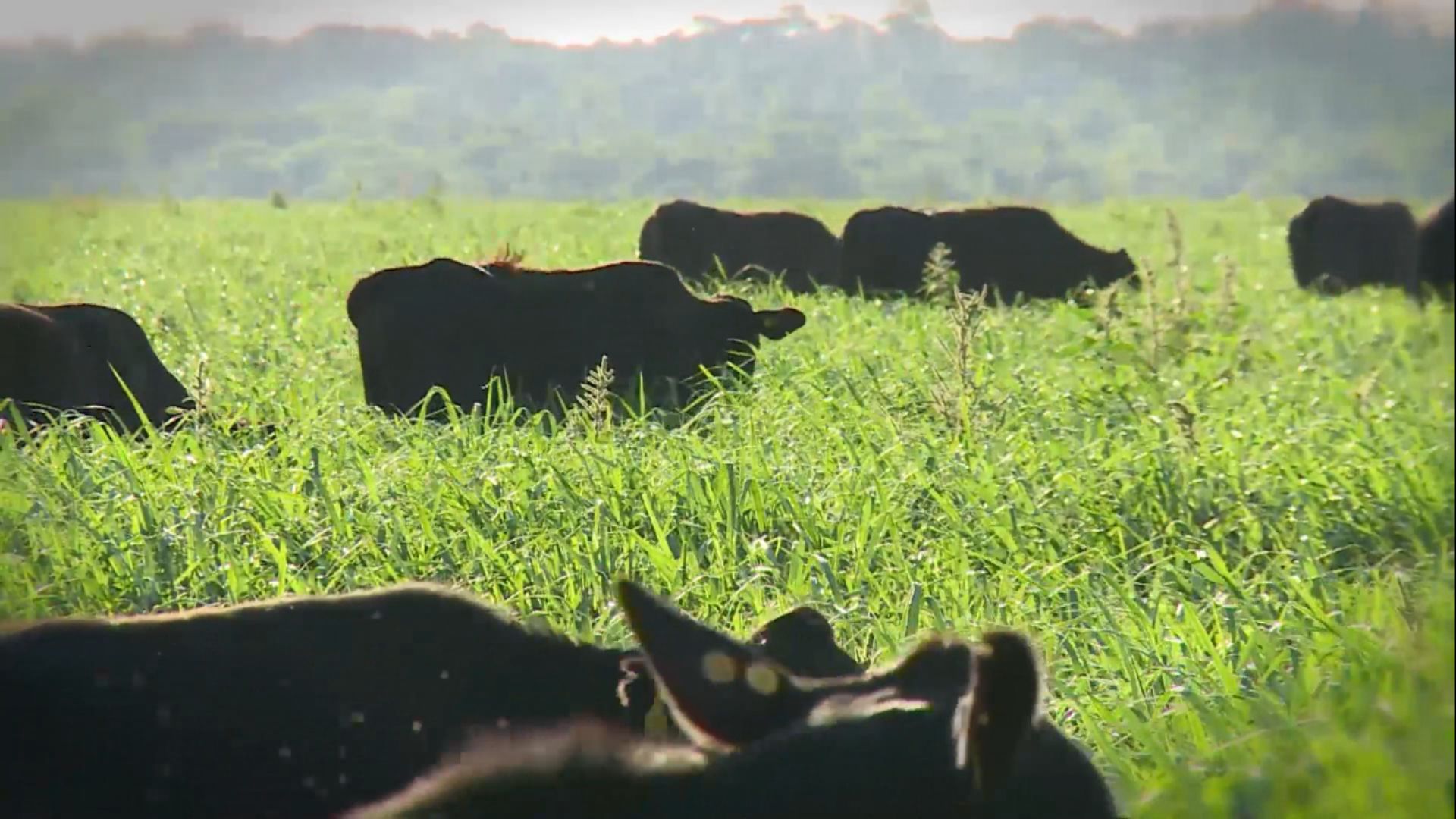 Confinar “gabiru” vale a pena? Entenda o peso da genética no consumo ...