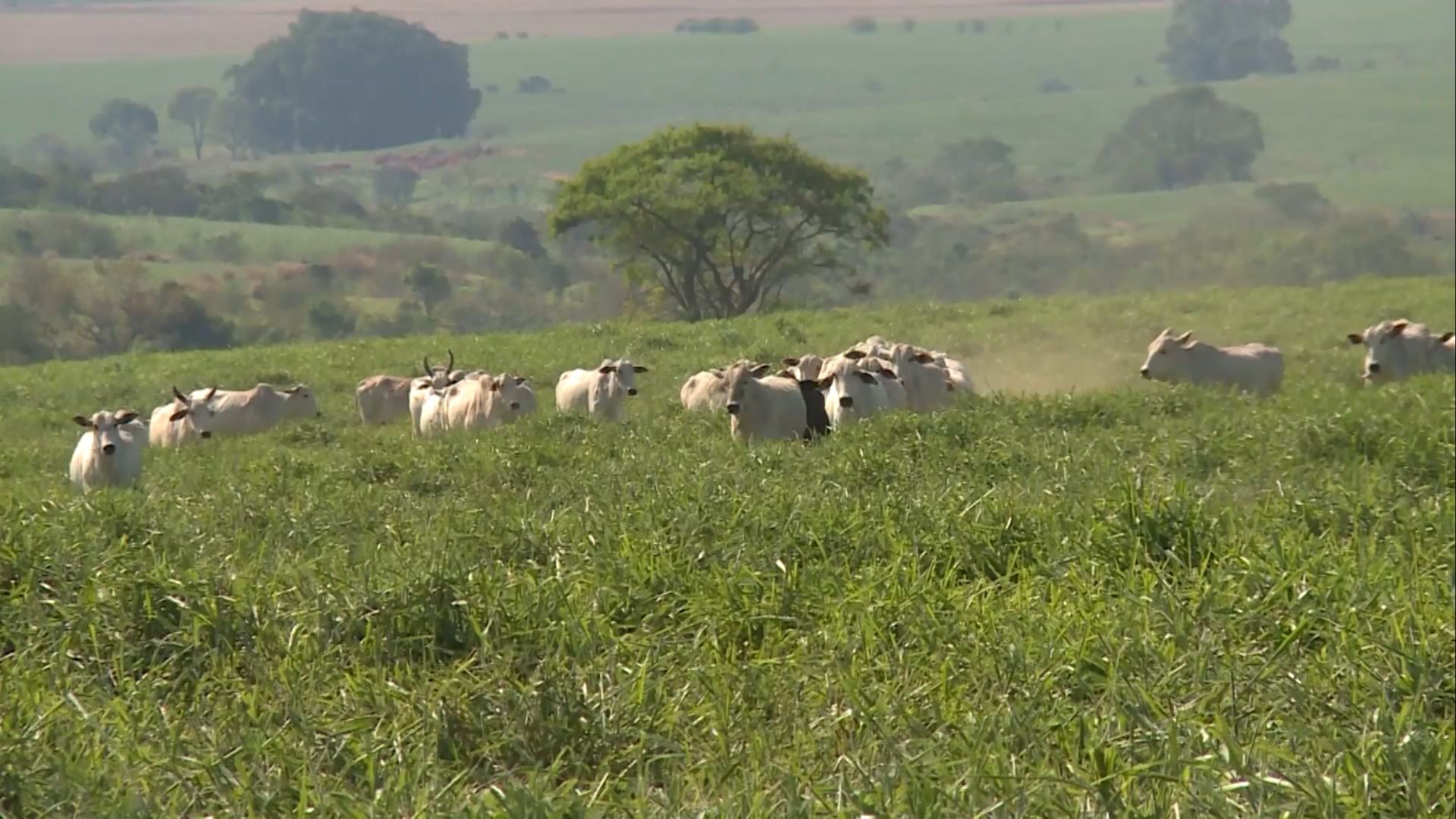 Confinar “gabiru” vale a pena? Entenda o peso da genética no consumo ...