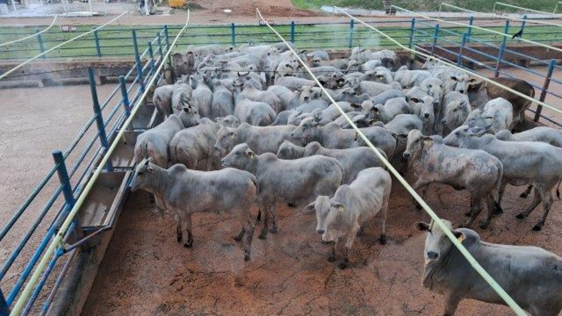 Novilhas precoces chegam a quase 16 arrobas em Colíder (MT); veja ...