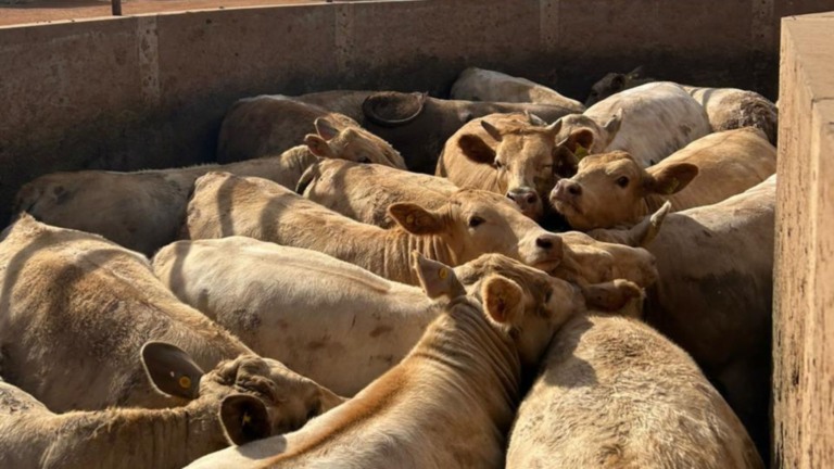 Baby beef é de bezerro? Entenda mais sobre este corte famoso no Brasil ...
