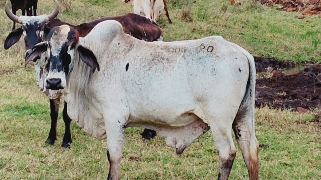 Touro zebuíno é indicado para cruzamento com vacas Girolando ...