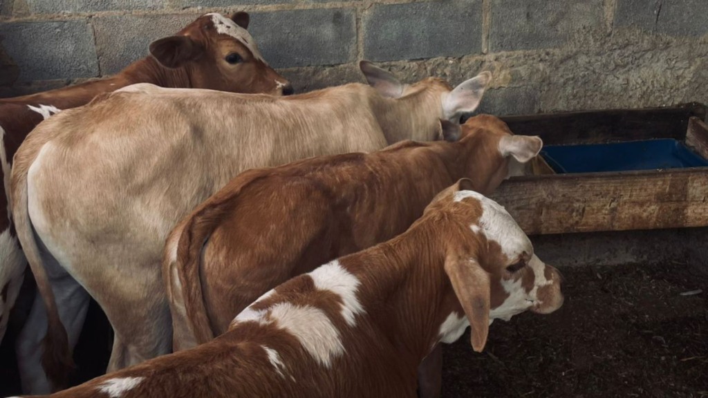 Canchim on Dairy: Embrapa lança selo que certifica touros para produção ...