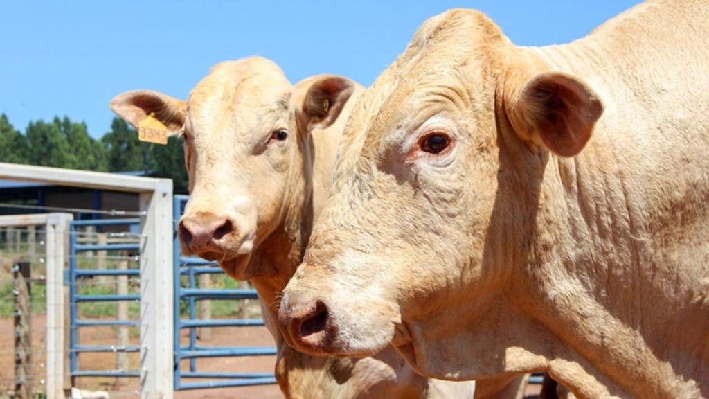 Canchim on Dairy: Embrapa lança selo que certifica touros para produção ...